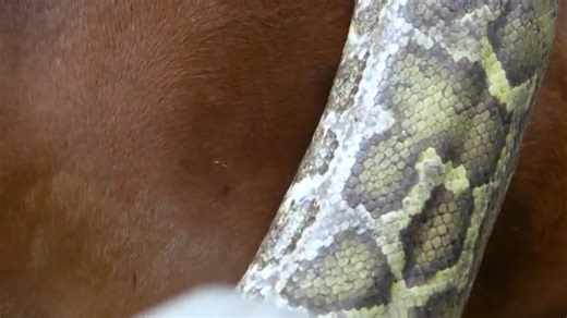 𝐃𝐚𝐧𝐠𝐞𝐫𝐨𝐮𝐬: 𝐑𝐞𝐬𝐜𝐮𝐢𝐧𝐠 𝐚 𝐇𝐨𝐫𝐬𝐞 𝐟𝐫𝐨𝐦 𝐚 𝐆𝐢𝐚𝐧𝐭 𝐏𝐲𝐭𝐡𝐨𝐧 The horse is tightly wrapped by a giant python! Watch the thrilling and dangerous rescue as they fight to free the horse from this massive threat. #DwarfFamily #PrimitiveLife #GiantPythons #Survival #WildLife #NatureAdventure #TTMNetwork | Dwarf Family