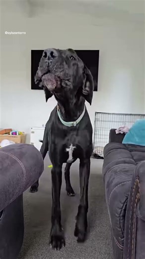 A 150lb Great Dane Nobody Could Keep—Until One Little Girl Changed Everything #Animals #shelterdog