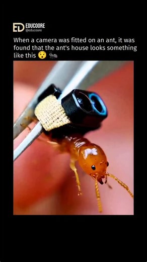 Edu Coore | An ant's home, commonly known as an anthill or a colony, is a masterpiece of natural engineering. On the surface, it may look like a simple... | Instagram