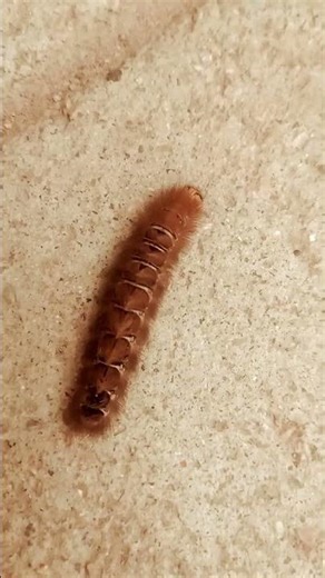 #caterpillar #insects #animals #caterpillarcloseup #butterflylifecycle