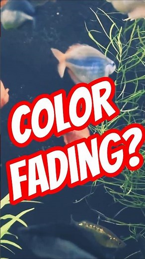 The #1 Cause of Fish Color Loss