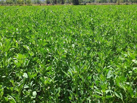 Alfalfa principal alimento para el Ganado Hidalguense Representación