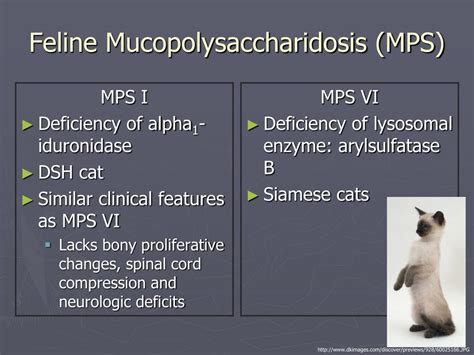 PPT FELINE MUCOPOLYSACCHARIDOSIS PowerPoint Presentation Free