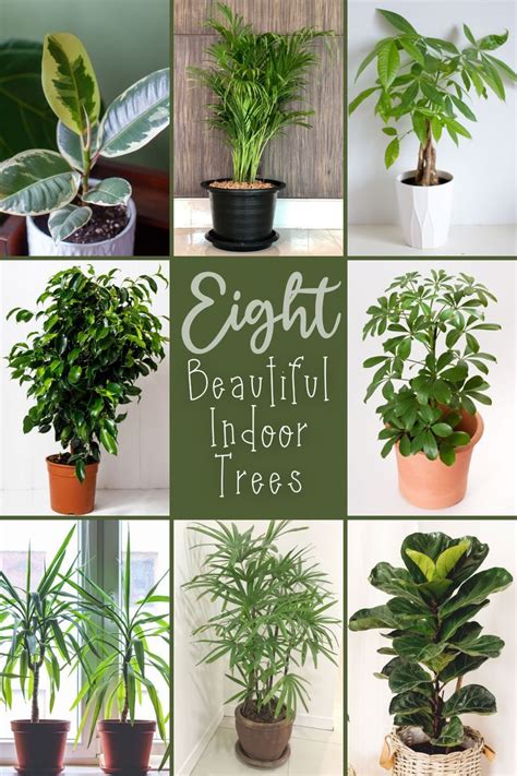 Eight Beautiful Indoor Trees By Simplegardenlife Indoor Trees Low