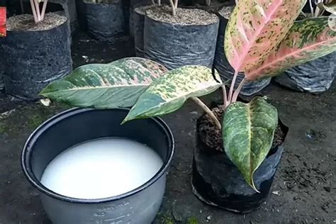 Inilah 5 Cara Membuat Pupuk Organik Untuk Aglonema Dari Air Cucian