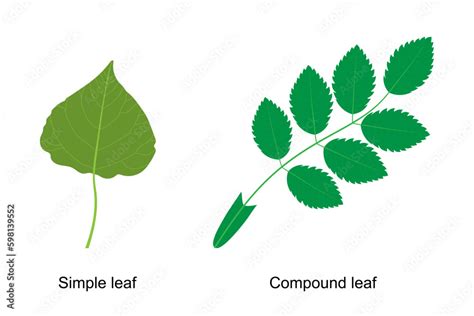 Types Of Leaf Compound Leaf Simple Leaf Poplar Leaf And Rosehip Leaf