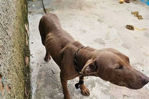 Homem é preso por manter cão em situação de maus tratos mesmo após