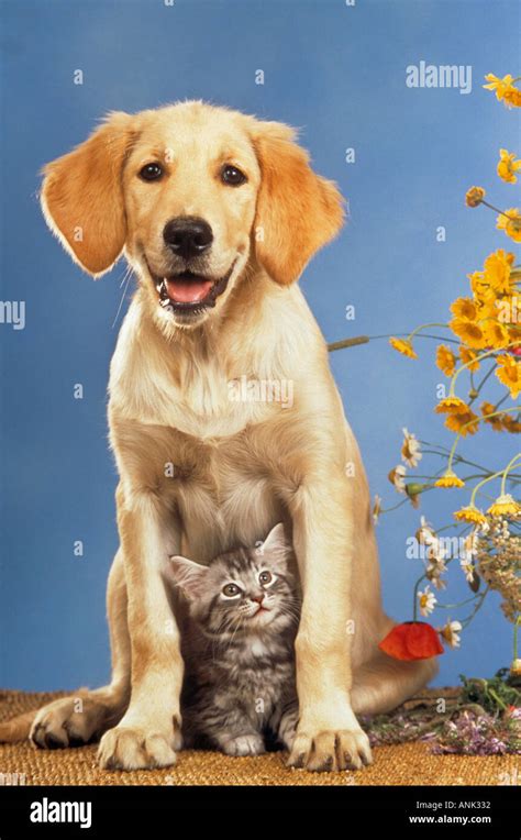Golden Retriever Puppy And Kitten Hi Res Stock Photography And Images