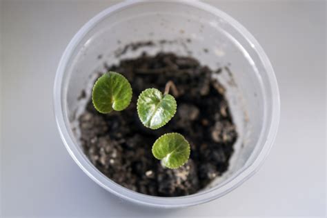 Plantar Semillas De Magnolio Huerto En Casa