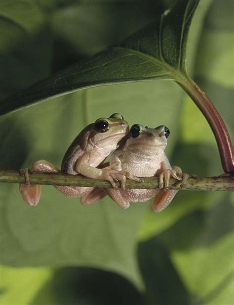 The Adorable Moment Two Frogs Huddle Under A Leaf Umbrella Artofit