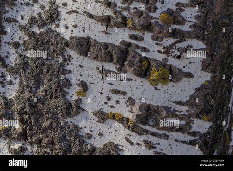 Corteza De Lamo De Cerca La Textura Del Rbol Fondo Multitarea