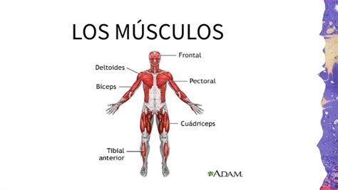 Que Son Los Musculos