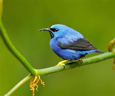 20 Of The Rarest Birds In The World Bird Spot