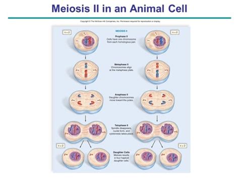 Biol Chapter Meiosis And Sexual Reproduction Flashcards Quizlet