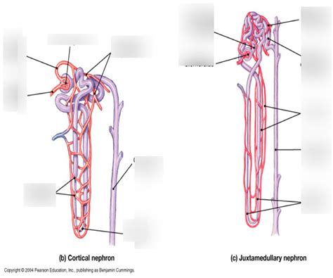 Nephron Cortical And Juxtamedullary Diagram Quizlet