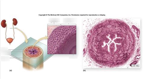 Ureter Cross Section Diagram Quizlet