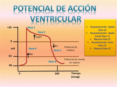 Fisiología humana Potencial de acción del corazón ventricular