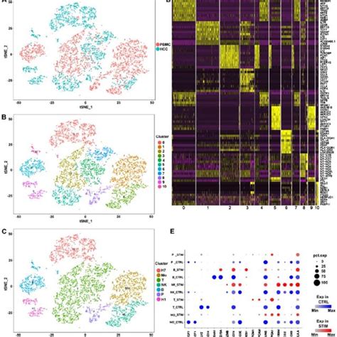 Violin Plots Of The Gene Expression Levels Of JUNB And S100A4 In