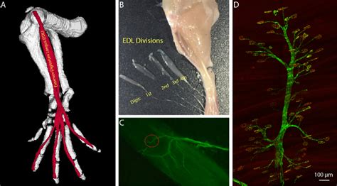 The Fibular Nerve Injury Method A Reliable Assay To Identify And Test