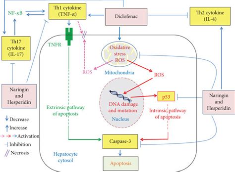 Schematic Diagram Showing The Effects Of Naringin And Hesperidin To