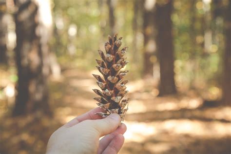 Fotos gratis árbol naturaleza bosque césped rama planta