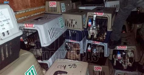Hoy Tamaulipas Recuperan En La CDMX Auto Robado Con 200 Canes