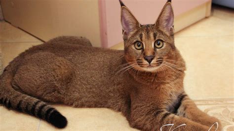 Cuántos años vive un gato Chausie Blog de ADOPTA un Animal