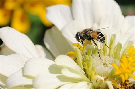 Bi Insekt Pollinera Gratis Foto P Pixabay Pixabay