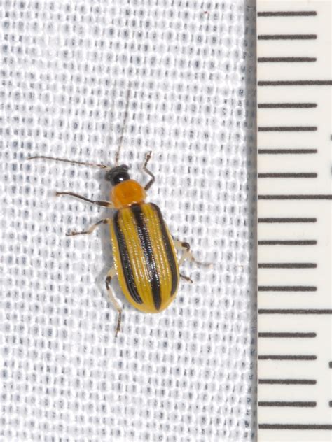 Acalymma Vittatum Eastern Striped Cucumber Beetle DSC Flickr