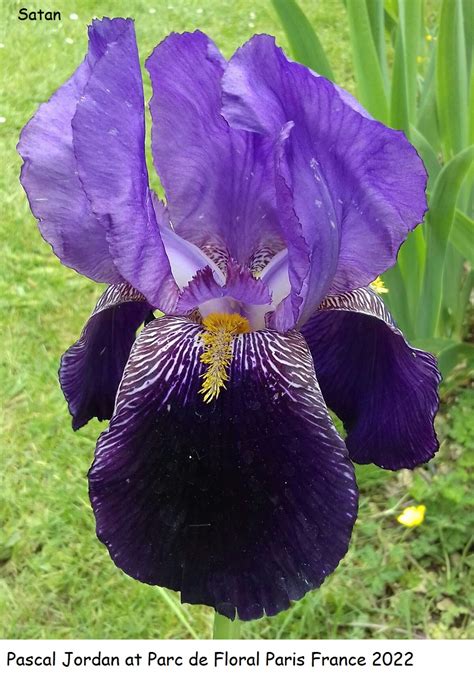 Satan Historic Iris Preservation Society