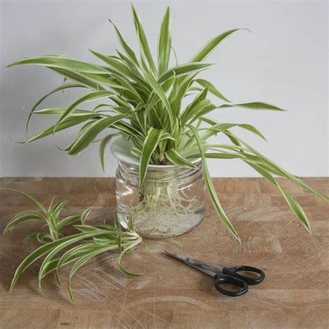 The Best Plants You Can Grow From Cuttings
