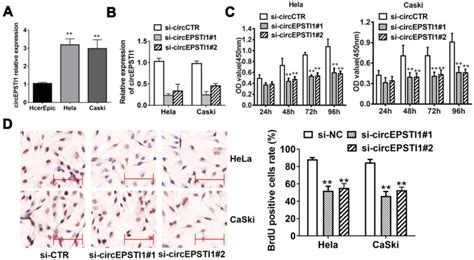 CircEPSTI1 Is Highly Expressed In Cervical Cancer Cells And Silencing