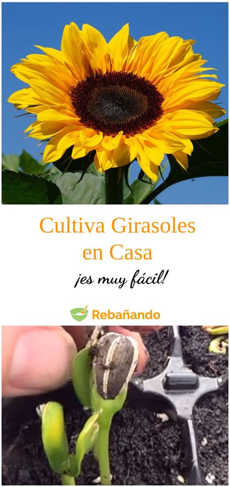 Cómo cultivar girasoles en casa es muy fácil Cultivo de girasoles