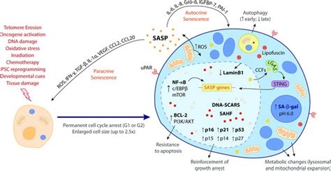 The Right Time For Senescence ELife