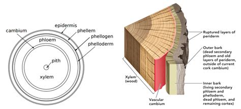 Cork Cell Diagram