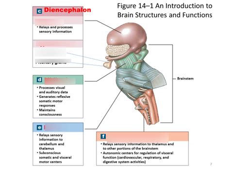 Brain Structures And Functions Diagram Quizlet
