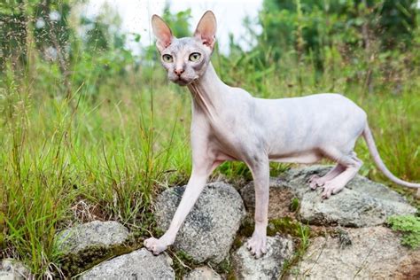 8 Rare And Hairless Cat Breeds
