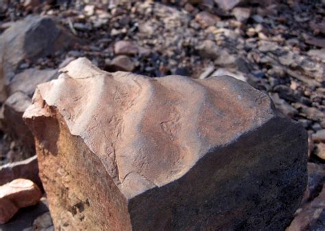 Banco de imagens árvore natureza Rocha madeira trilha folha
