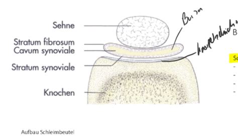 Arthrologie Hilfseinrichtungen Flashcards Quizlet
