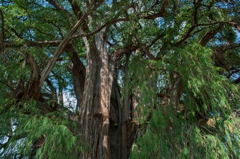 Ahuehuete todo lo que debes saber sobre el árbol nacional