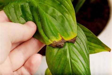 Why Peace Lily Leaves Turn Yellow Or Brown Gardeners Path
