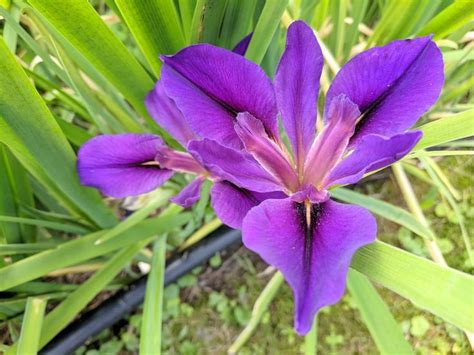 Japanese Iris Iris Ensata This Flower Is An Erect Herbaceous Perennial Growing Up To 31 Inches