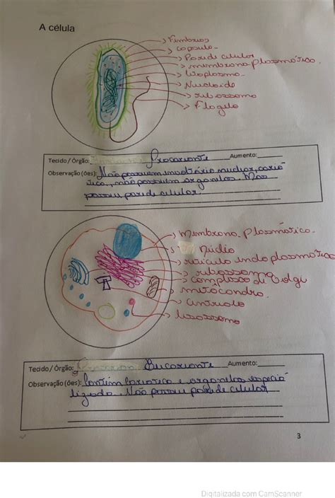 Manual De Histologia Citologia Histologia E Embriologia