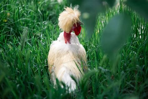 Top 10 Facts You Didn T Know About The Naked Neck Chicken