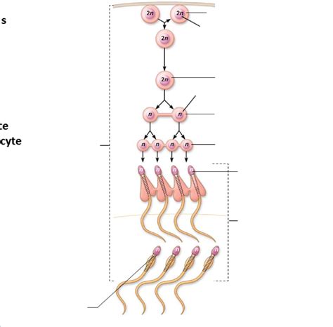 Spermatogenesis Stages