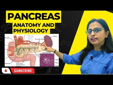 Pancreas Structure In Hindi Ll Pancreas Endocrine And Exocrine Kaise