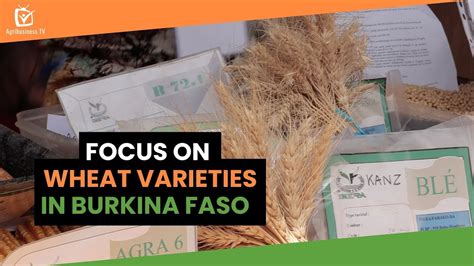 Discovery Focus On Wheat Varieties In Burkina Faso YouTube