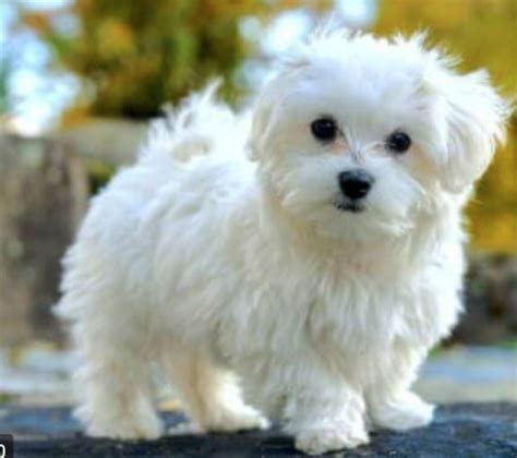 Estas Son Las Razas De Perros M S Peque As Del Mundo El Heraldo De