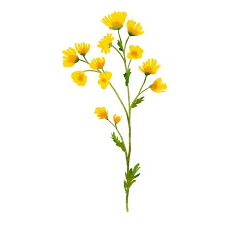 Wild Flowers Png