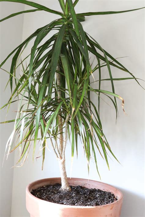How To Care For And Propagate Dracaena Marginata Artofit